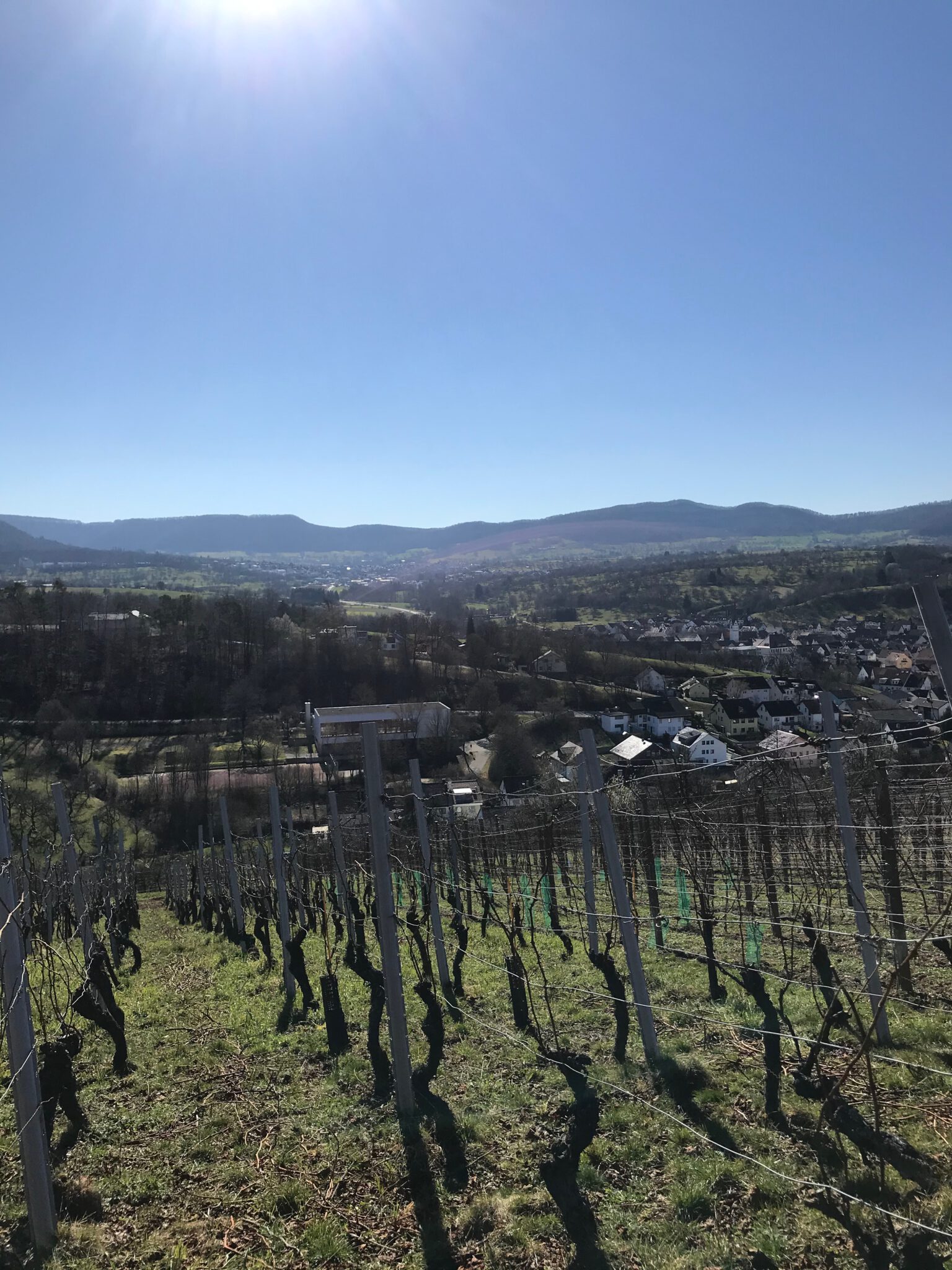 Weingut Dolde: Weine von der Schwäbischen Alb - NEIGSCHMECKT