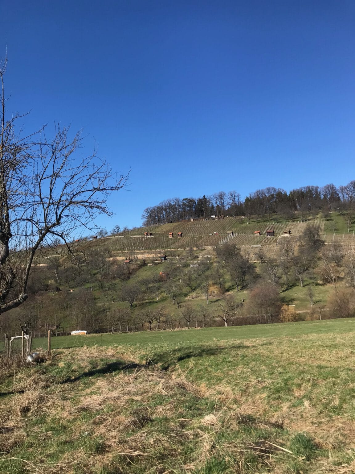 Weingut Dolde: Weine von der Schwäbischen Alb - NEIGSCHMECKT